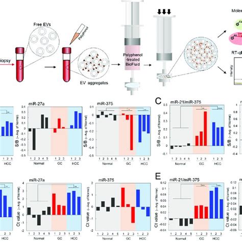 Mirna Analysis Of Human Blood Samples A Schematic Of Mirna In Ev