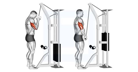 Cable One Arm Tricep Pushdown Guide Benefits And Form