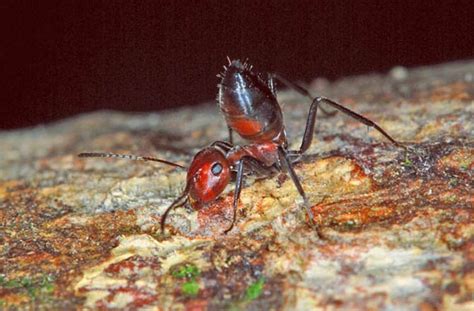 Exploding Ants Kamikaze Ants