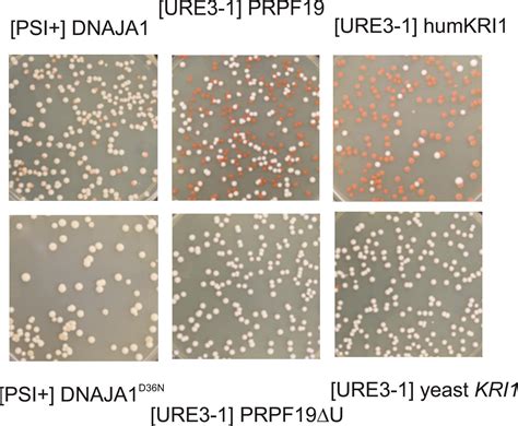 Human Proteins Curing Yeast Prions Pnas