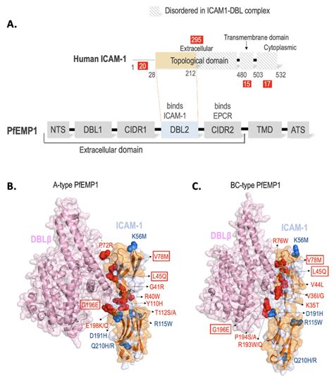 Human Intercellular Adhesion Molecule 1 Icam 1 And Plasmodium