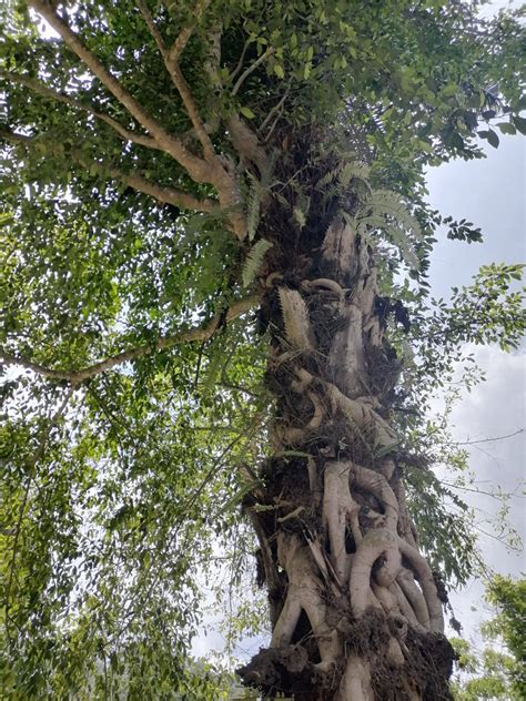 榕树绞杀热带雨林现象 树是