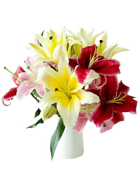 黄天霸香水百合鲜花云南基地直发家用昆明直批直供水养插花包邮虎窝淘