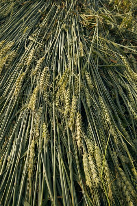 가을 길 거친 검정과 녹색 경치 계절 고독한 나무 고요한 골든 아워 그림 같은 길 끝없는여름 나무 녹색