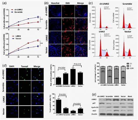 LIMK2 Overexpression In UM UC 3 Cells Promotes Proliferation And Cell