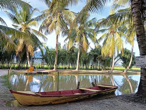 Ladang Nira Nipah Napiah Kedah Tourism