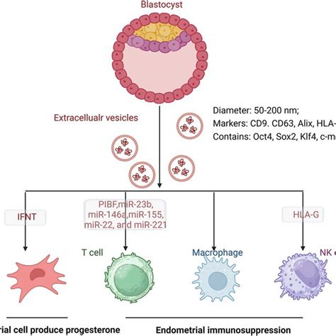 The Embryo Derived EVs Regulate The Endometrial Receptivity Via