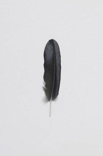 Raven Feather From The Crow