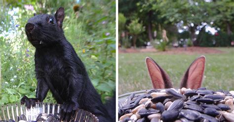 Woman Puts Camera On Bird Feeder In Her Yard Here Is What It Has Caught New Pics Bored Panda