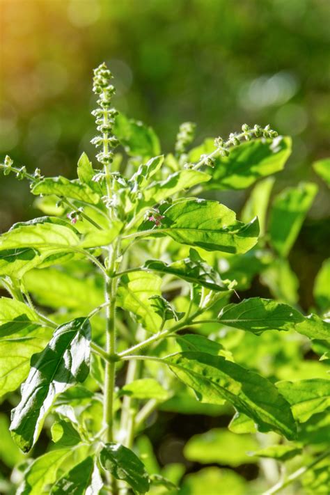 Indian Home Remedies For Fever Ayurvedic Remedies Remedies