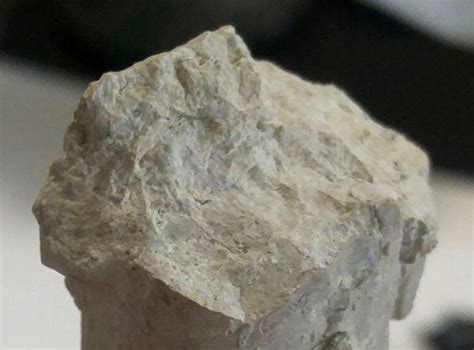 Crazy Rudist Fossil Id The Fossil Forum