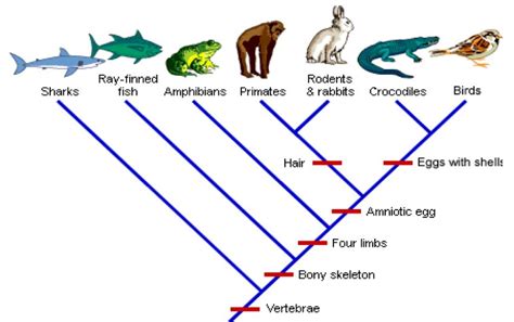 A Few Words On Clades And Cladograms Taxonomy 5 Santa Monica Bay