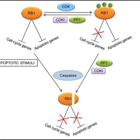 Pdf Rb1 Dual Role In Proliferation And Apoptosis Cell Fate Control