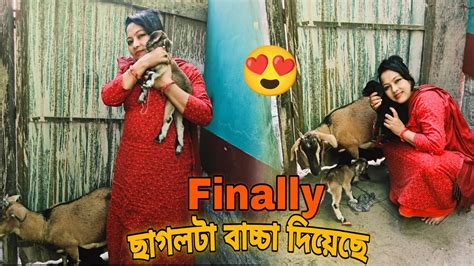Finally ছাগলটা বাচ্চা দিয়েছে 😍 Goat Video Jaya Ghosh Youtube