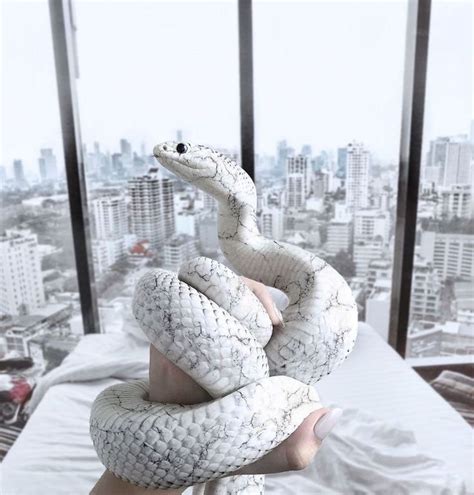 파충류 뱀 종류 지식in