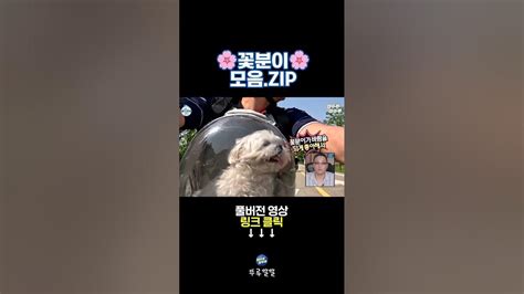 귀엽고 사랑스럽고 예쁘고 혼자 다 하는 꽃분이🌸 [뚜루깔깔] 나혼산 Shorts Youtube