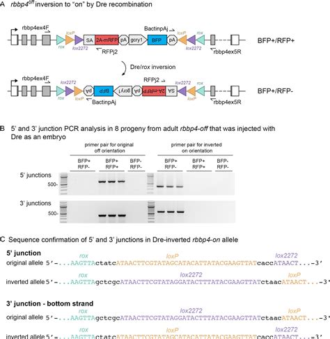 Figures And Data In Cre Lox Regulated Conditional Rescue And
