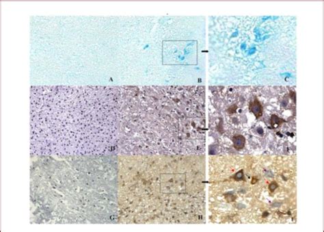 Donor Mouse Non Adherent Bone Marrow Cell Derived Mesenchymal Stem Download Scientific Diagram