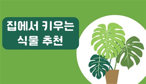 집에서 키우는 식물 추천 아이스크림 홈런