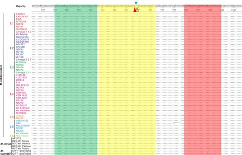 Positions Of The Real Time Raa Primers And Probe In The Is1081 Gene