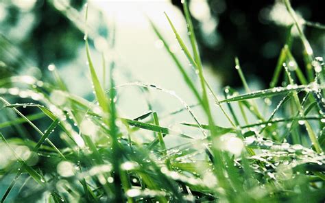Download Nature Grass Hd Wallpaper
