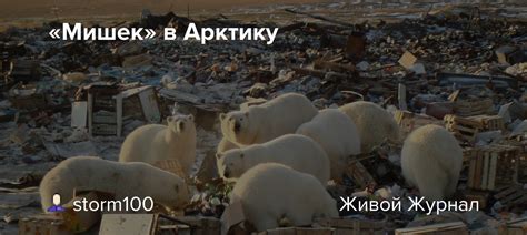 «Мишек в Арктику Storm100 — Livejournal