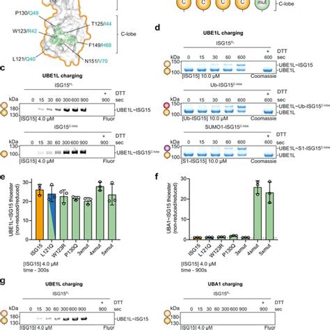 The Isg15 Transfer Cascade And Isg15 E1 E2 Complex Formation A