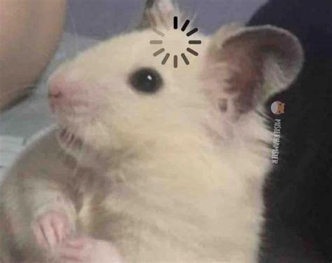 𝘈𝘓𝘔𝘈𝘊𝘌𝘕𝘈𝘔𝘐𝘌𝘕𝘛𝘖 Wiki Naruto Roleplay Shinsekai Amino