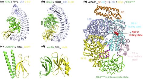Current Structure Knowledge On Nlr Recognition Of Effectors A