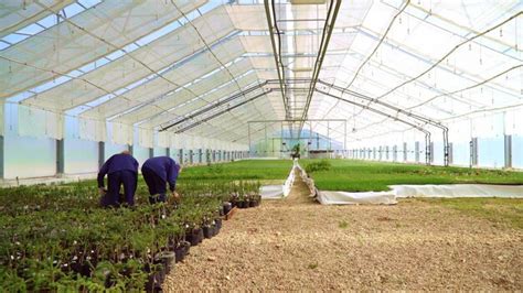 Premium Photo Agro Engineers Take Care Of Spruce Seedlings In
