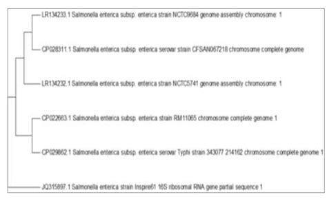 The Optimal Tree Of Pseudomonas Aeruginosa With The Sum Of