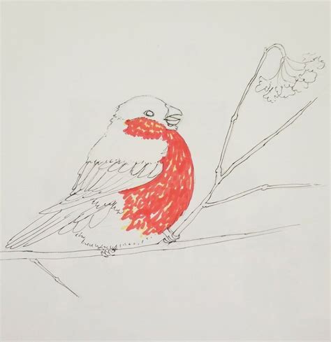 Снегирь на ветке рисунок карандашом 71 фото