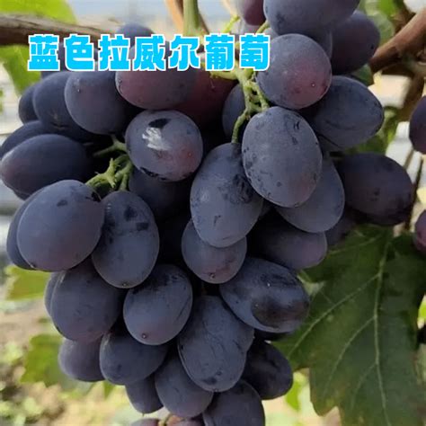 蓝色拉威尔葡萄5 6月成熟果肉硬脆 甜味爽口 自然无核 极早熟 特大粒 品种 低温 劳动力