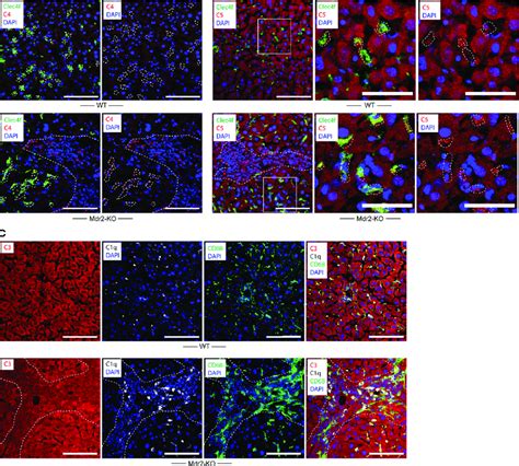 Complement Component C4 And C5 Expression In Wt And Mdr2 Ko Mouse Download Scientific Diagram