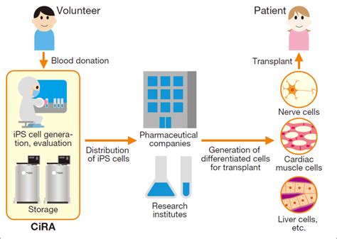 Ips Cells Accelerate Medical Progress The Government Of Japan Japangov