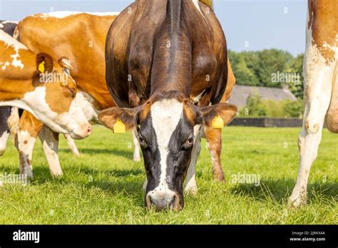 Cow Grazing Blades Of Grass Head Down In A Green Pasture In A Herd Of