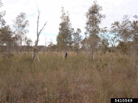 Pythons Genus Python Daudin 1803