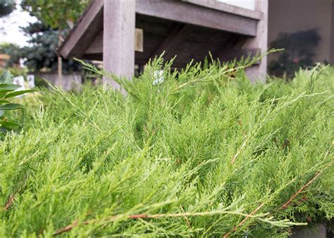 Juniper Mint Julep® Tree Top Nursery And Landscape Inc