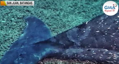 Putol Putol Na Katawan Ng Dolphin Natagpuan Sa Ilalim Ng Dagat Sa