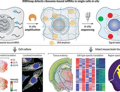 Michael Geisow On Linkedin Spatially Resolved Single Cell
