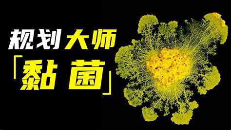 人类用了几十年时间做的规划图，黏菌却只用了这么短？腾讯视频