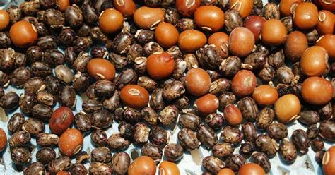 Best Mucuna Pruriens Supplements And How To Take Them For Maximum Bioavailability Superfood