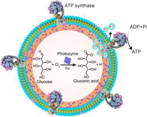 基于 Atp 合酶重构纳米结构的光酶催化 Atp 生成 Journal Of The American Chemical Society