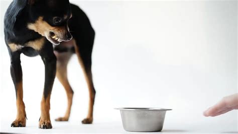 How To Stop Food Aggression In Dogs In 8 Steps