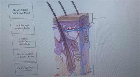 Solved Dense Regular Connective Tissue Areolar And Adipose