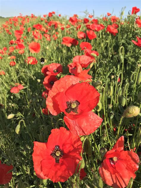 Coquelicot Coquelicots Champ De Photo Gratuite Sur Pixabay Pixabay