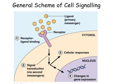 Ppt Cell Cell Adhesion Powerpoint Presentation Free Download Id