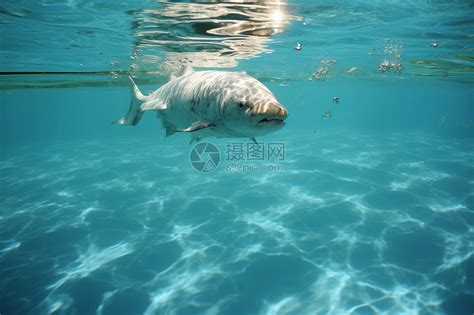 海中的鱼高清图片下载 正版图片600587787 摄图网