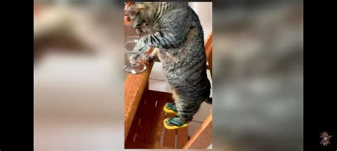 Gato Con Chanclas Creo Q Es Repost Meme By DinoelXD Memedroid