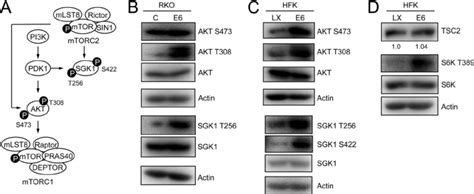 Hpv16 E6 Expression Causes Akt Activation A Schematic Diagram Of Akt